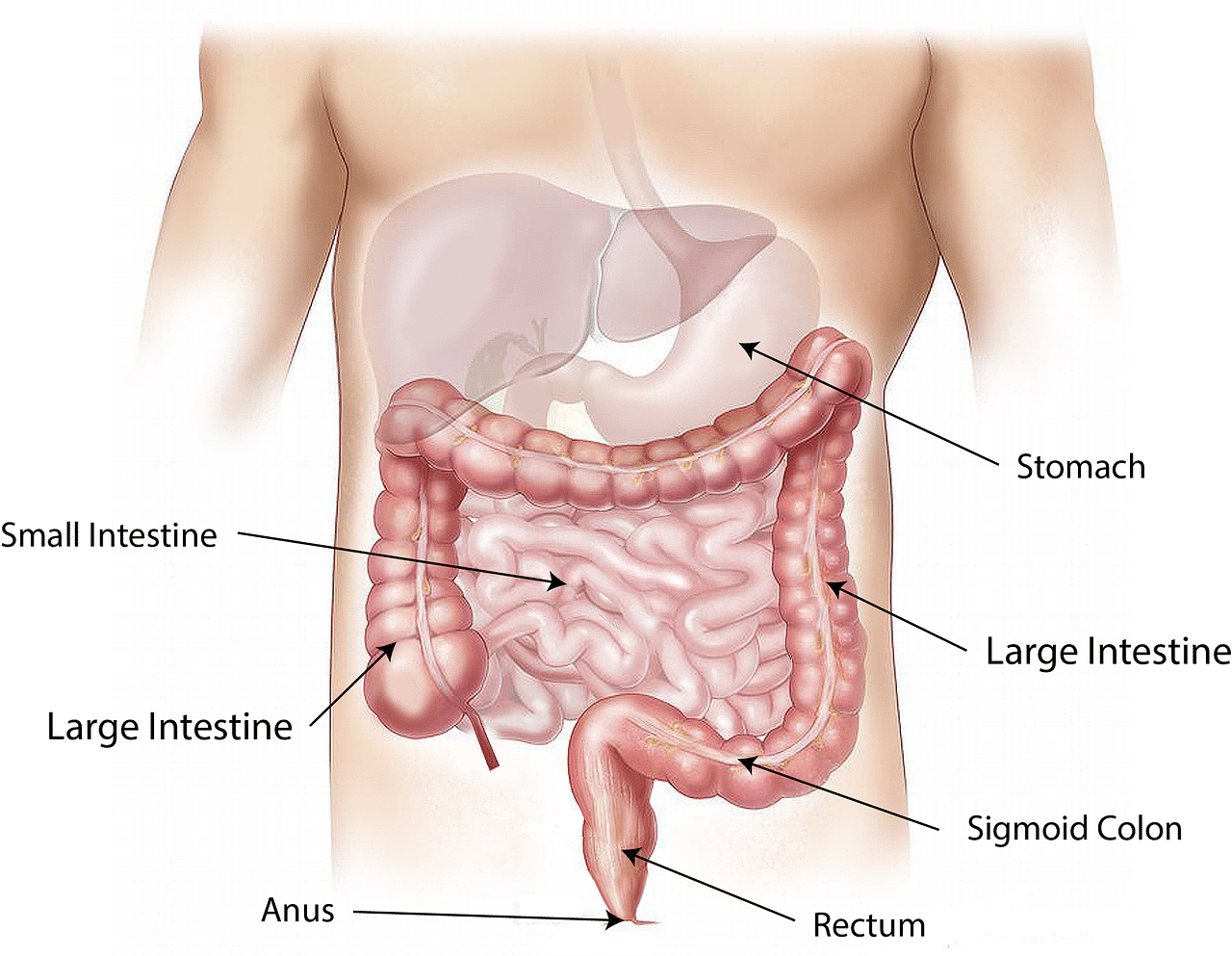 La Sindrome Del Colon Irritabile Food forward it